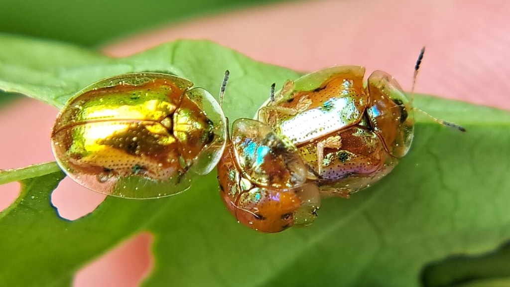 The Amazing World Of Colorful Insects - The Unusually Beautiful Amid ...