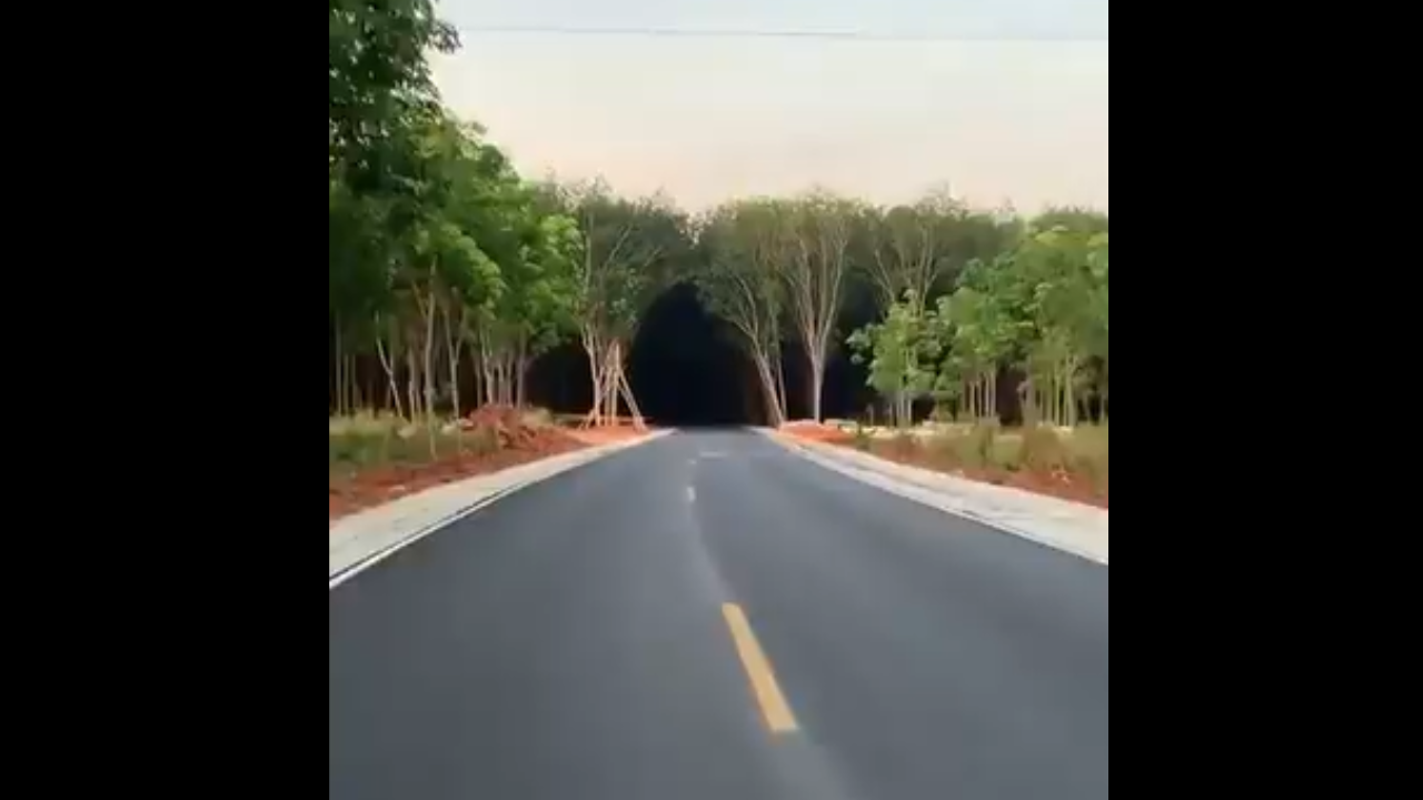 Optical Illusion: Are They Just Trees Or A Tunnel? Can You Answer In ...