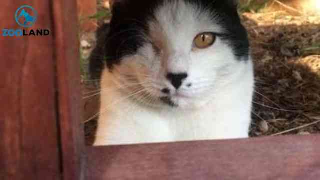 Nobody Can Imagine This ‘Scary’ Cat Has A Special Friend Who Visits Him ...