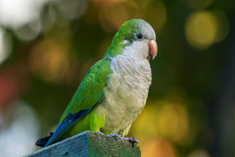 Wild Parrot Befriends Duck Family and They Welcome Him in Like One of ...