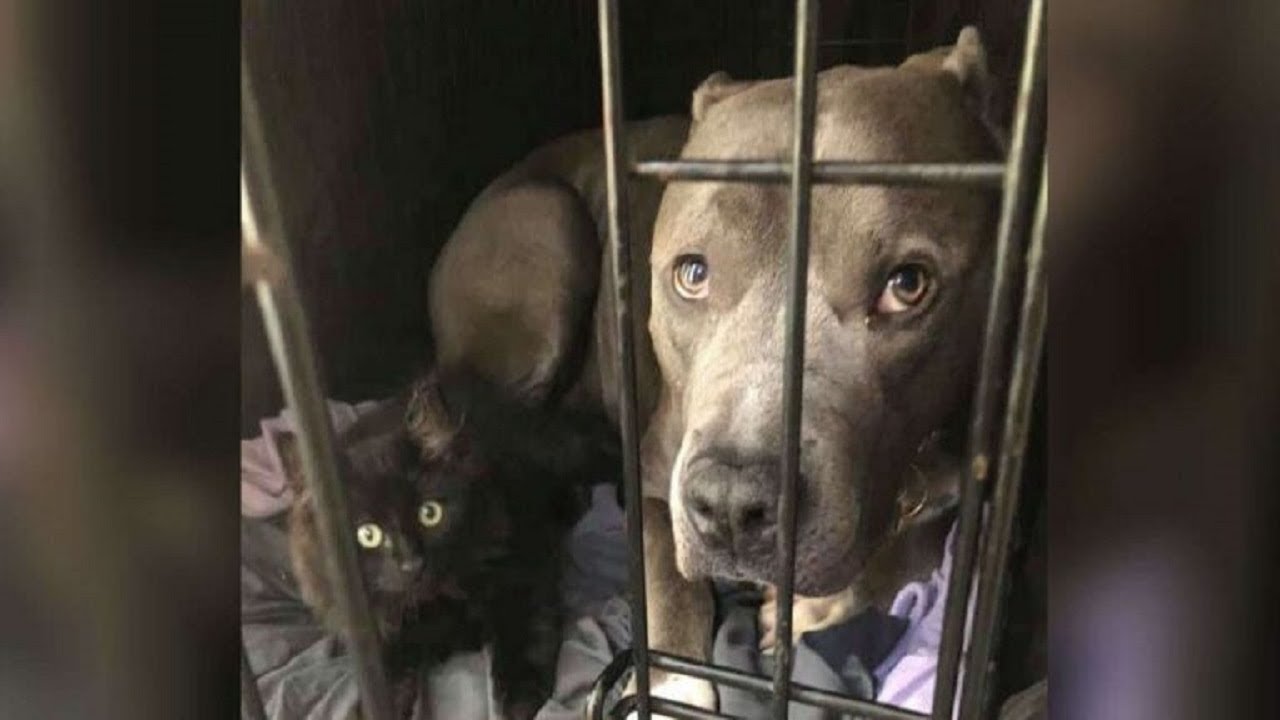 This Mom Can’t Say No When Rescued Pit Bull Convinces Her To Adopt ...