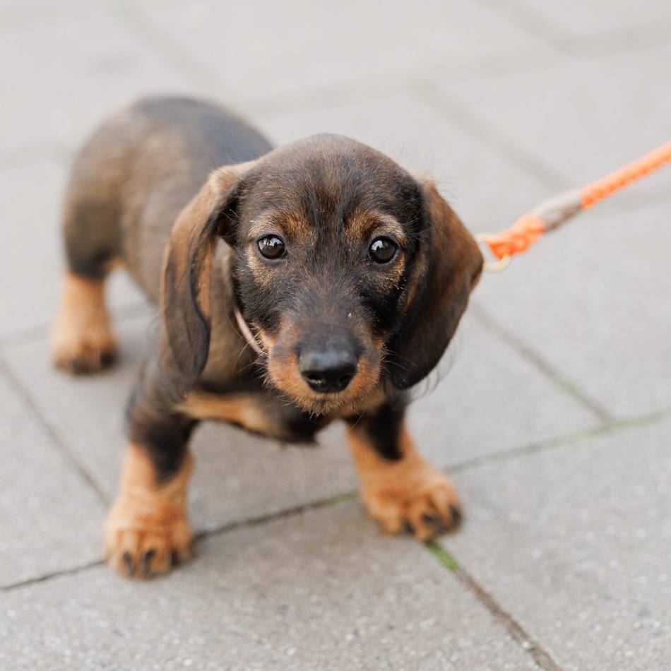 Dackel als Jagdhund ausgebildet – Halterin muss trotzdem volle ...