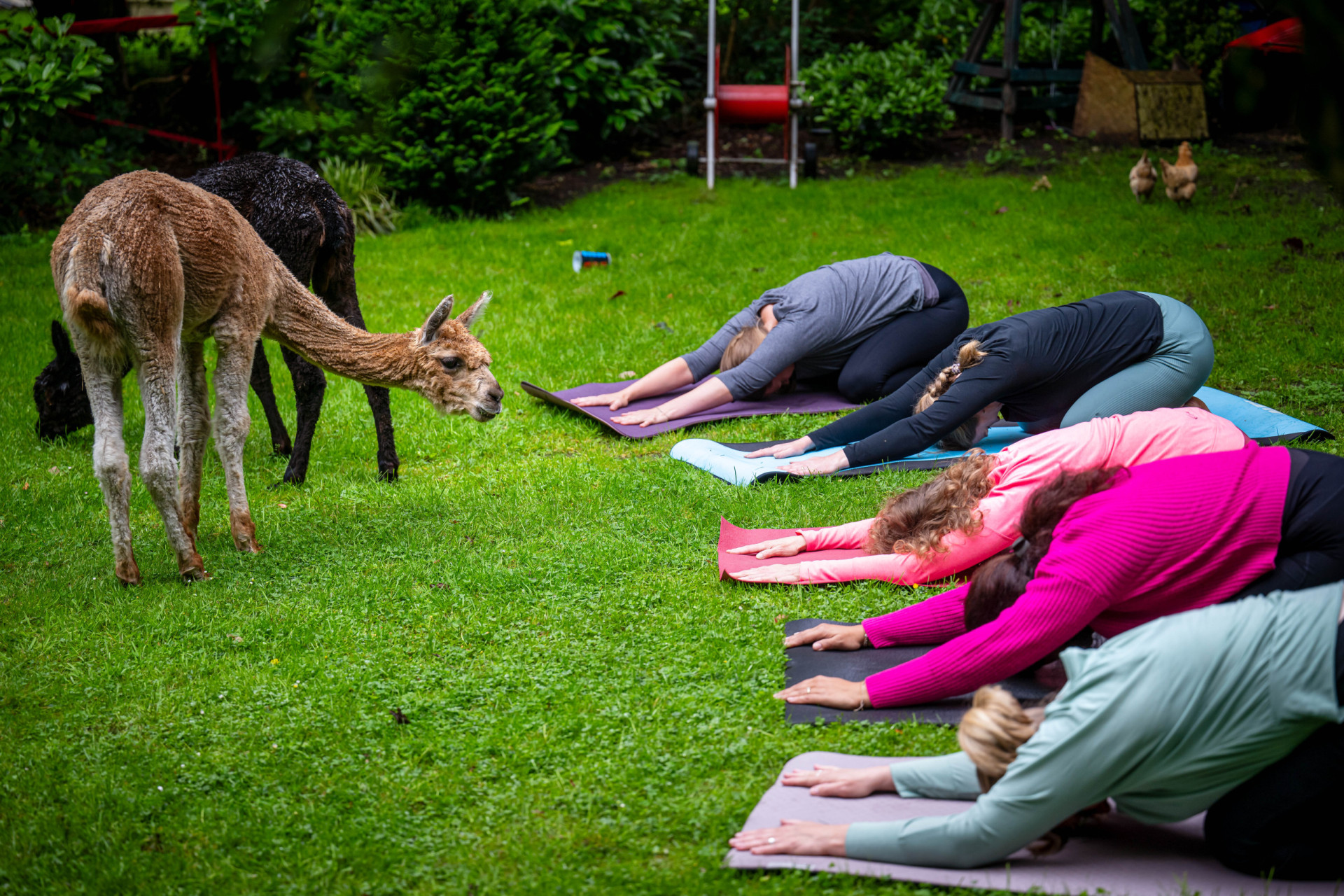How animals and plants survive and adapt to cities