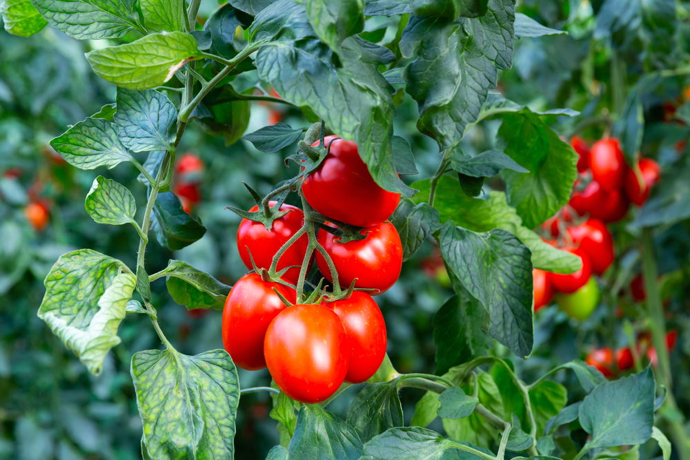 14 Easy Crops That Thrive in Buckets Year-Round