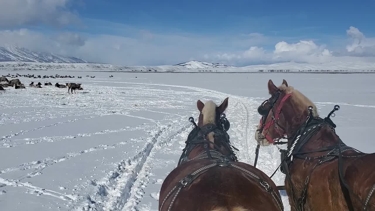 Jackson Hole National Elk Refuge Horse-Drawn Sleigh Rides