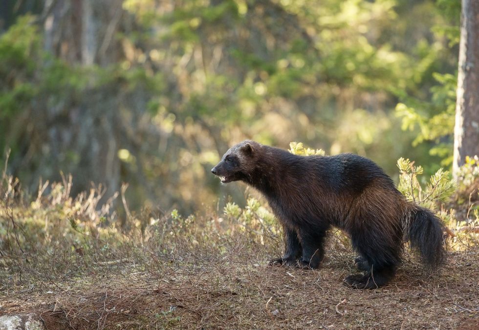 9 Rare Mammals That Are The Most Difficult To See In The Wild