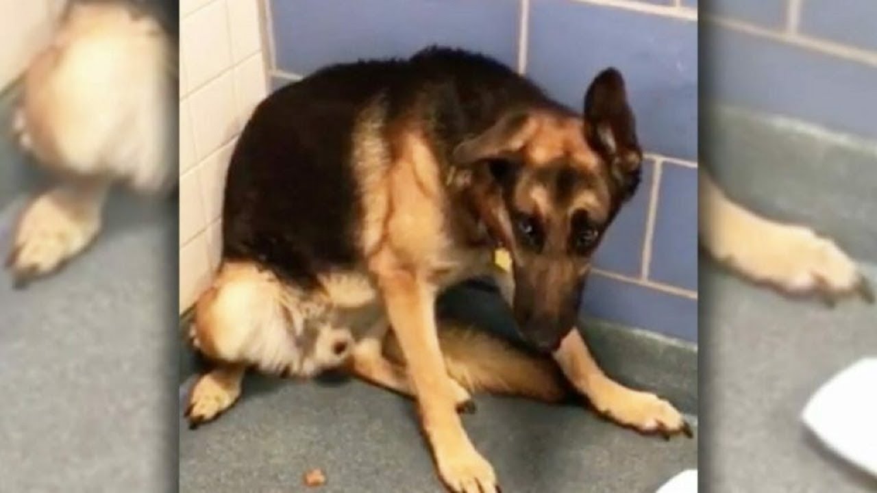 Dog Shakes With Fear After Being Abandoned Because Of A New Baby