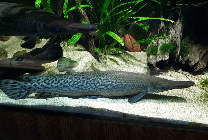 10 Amazing Creatures With Scales From Land And Sea