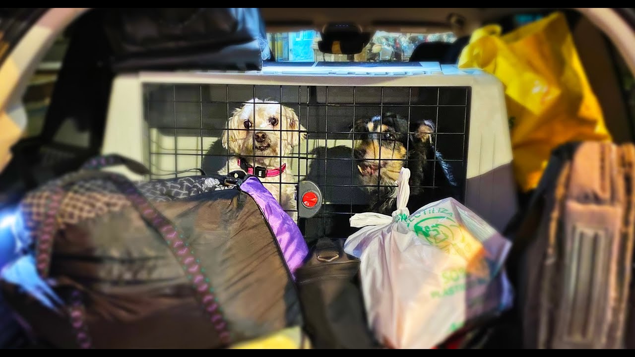 Saving a whole family: Dogs, cats, and their owner facing homelessness