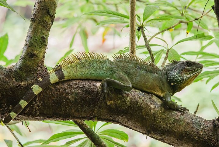 10 Amazing Creatures With Scales From Land And Sea