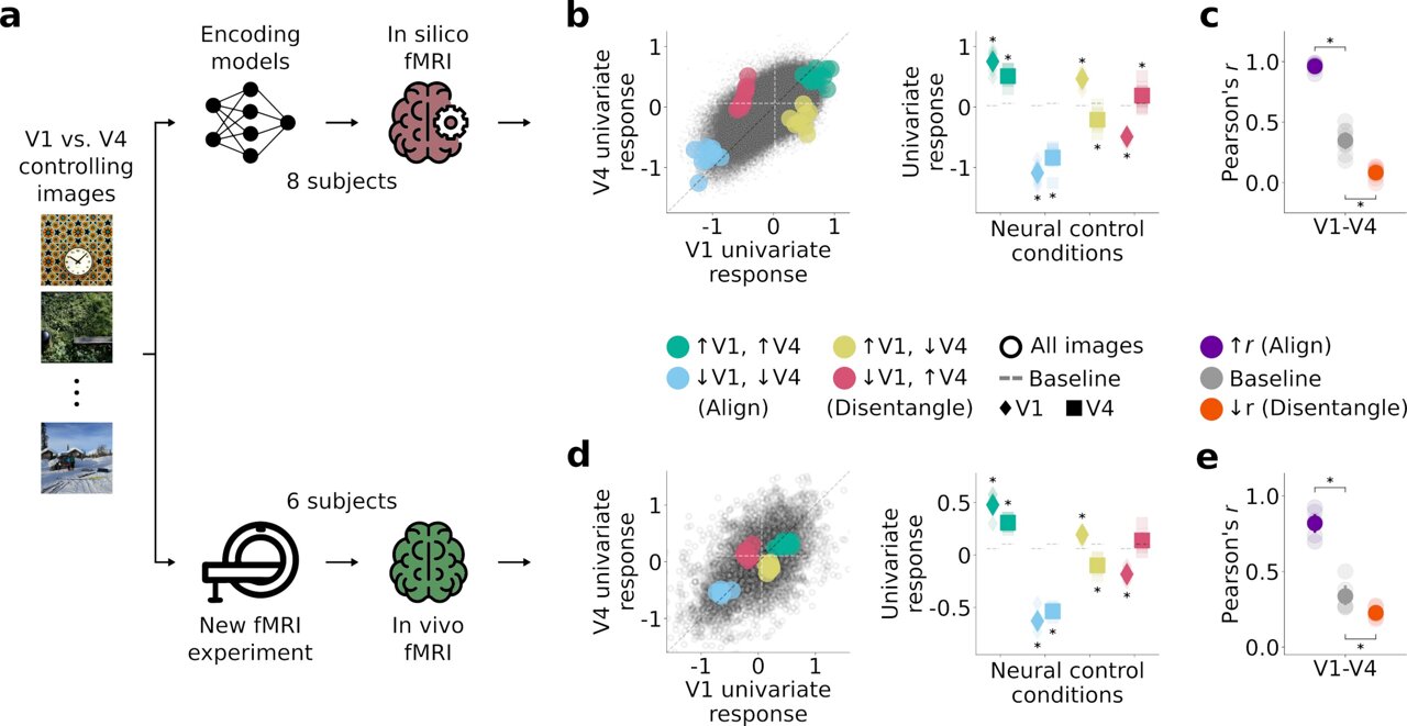 Computational models explore how regions of the visual cortex jointly ...