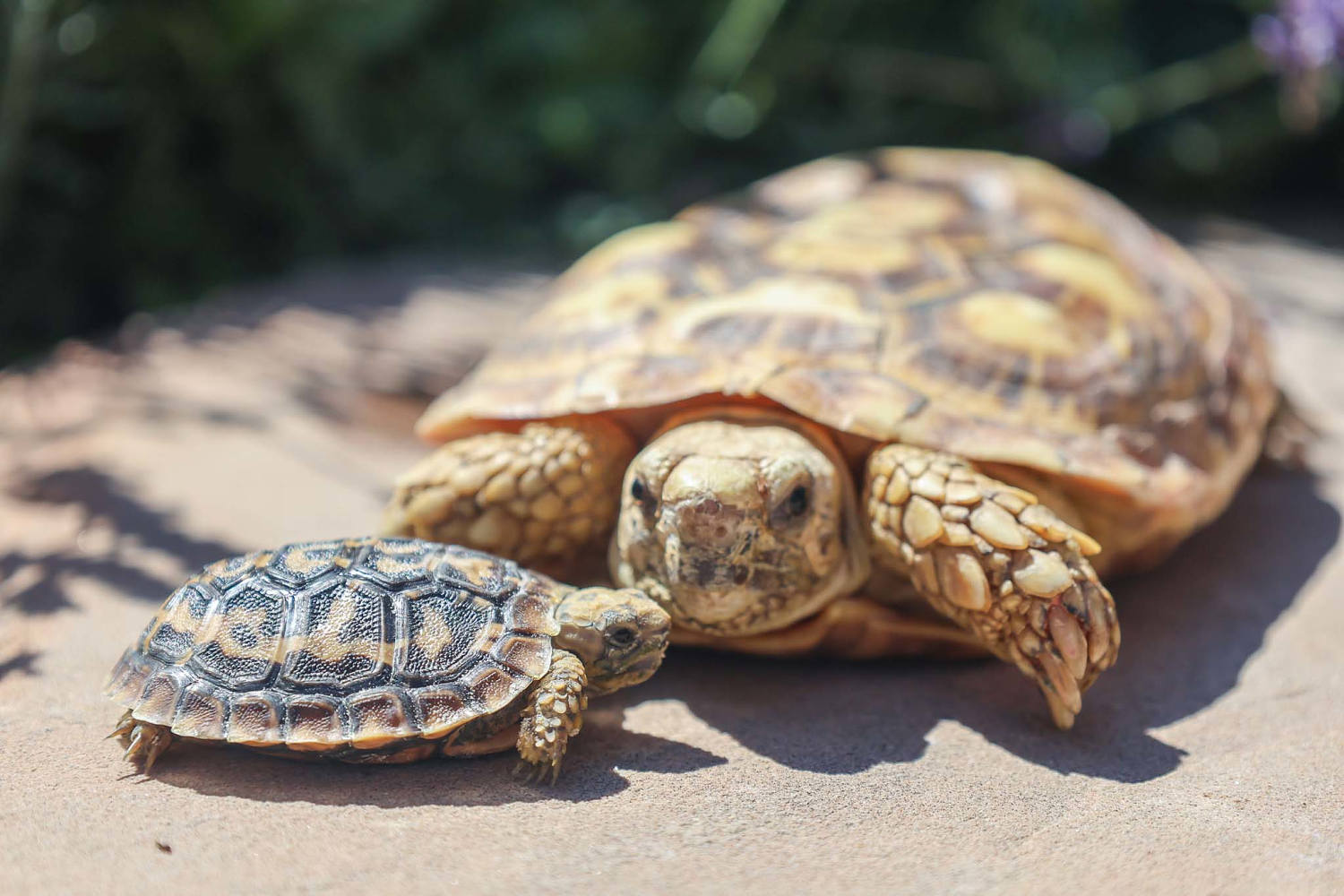 EXCLUSIVE: Here's the Punny Name Readers Chose for Denver Zoo's Baby ...