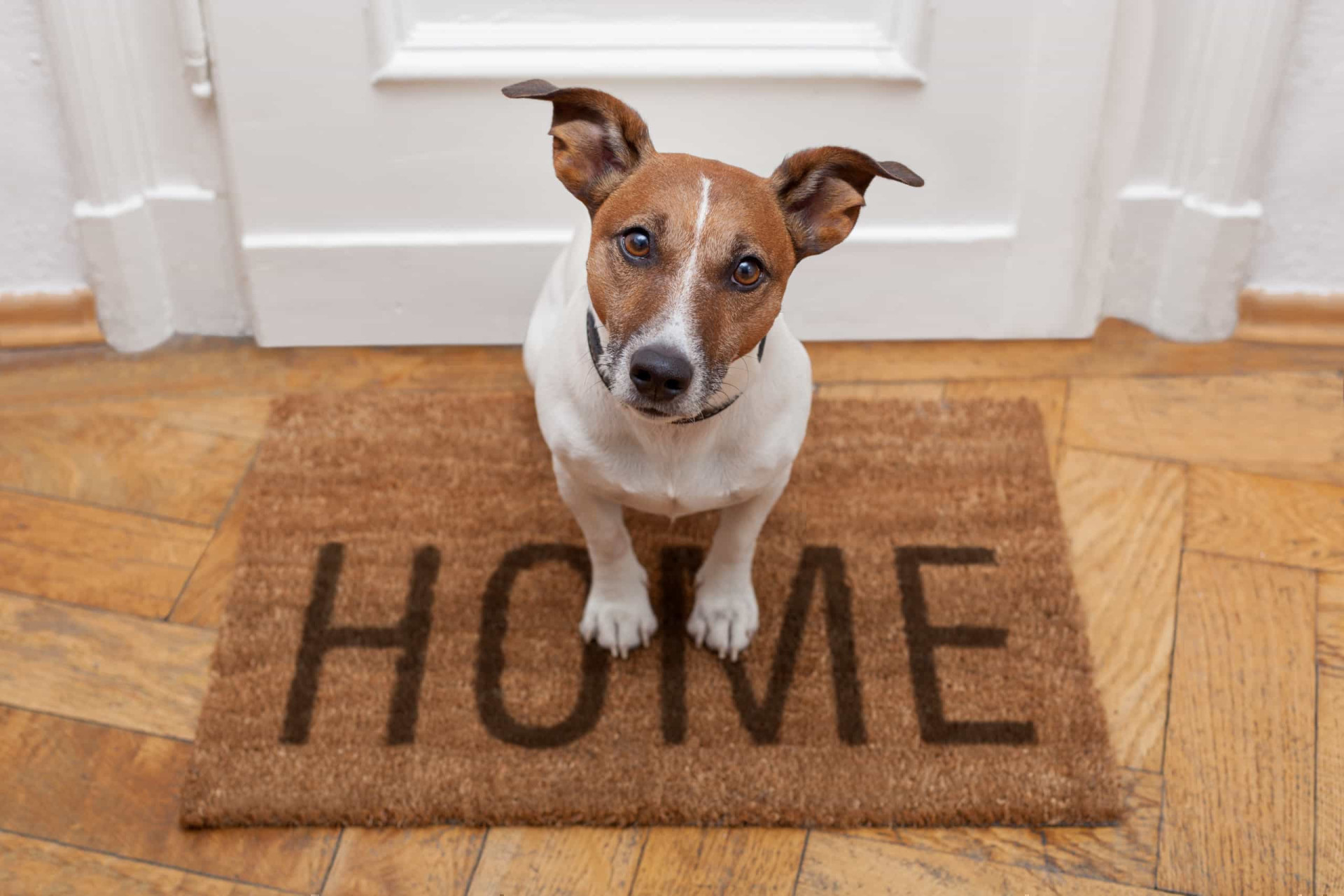 Ways to pet-proof your home