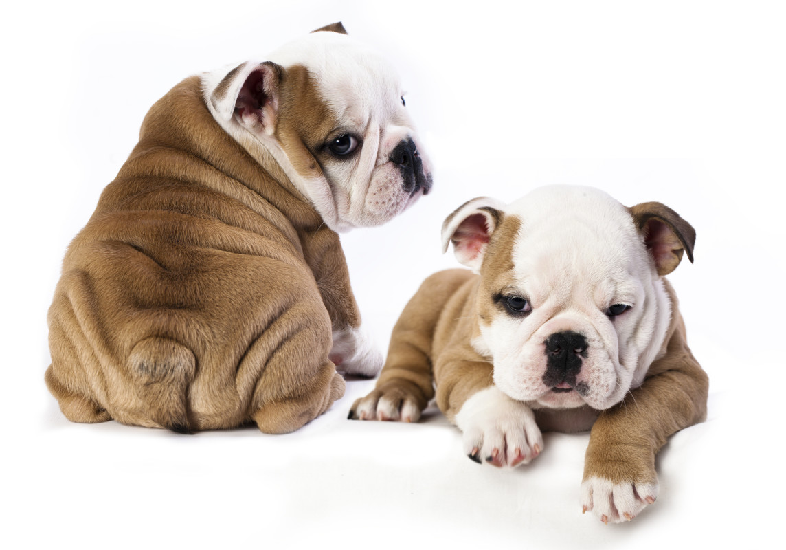 8 Irresistibly Wrinkly Dogs Bursting With Pure, Squishy Cuteness