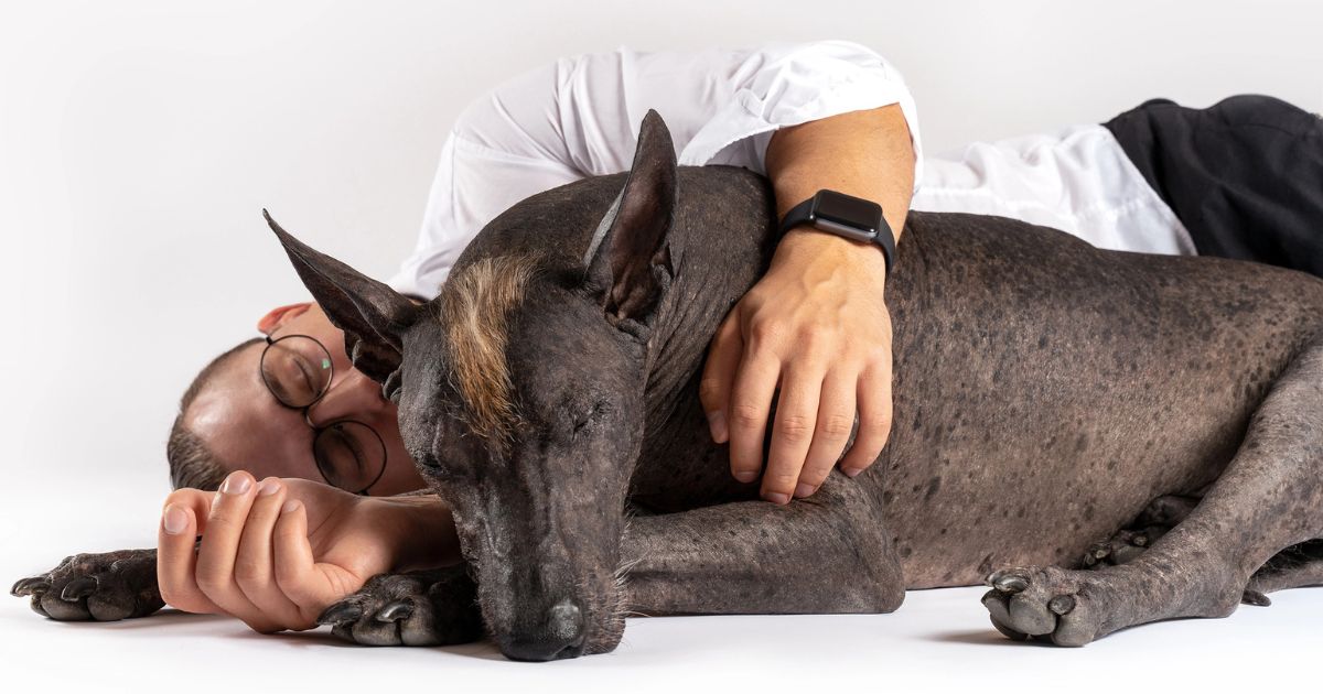 Dante from the movie 'Coco' is real: Meet the Xoloitzcuintli Mexican ...