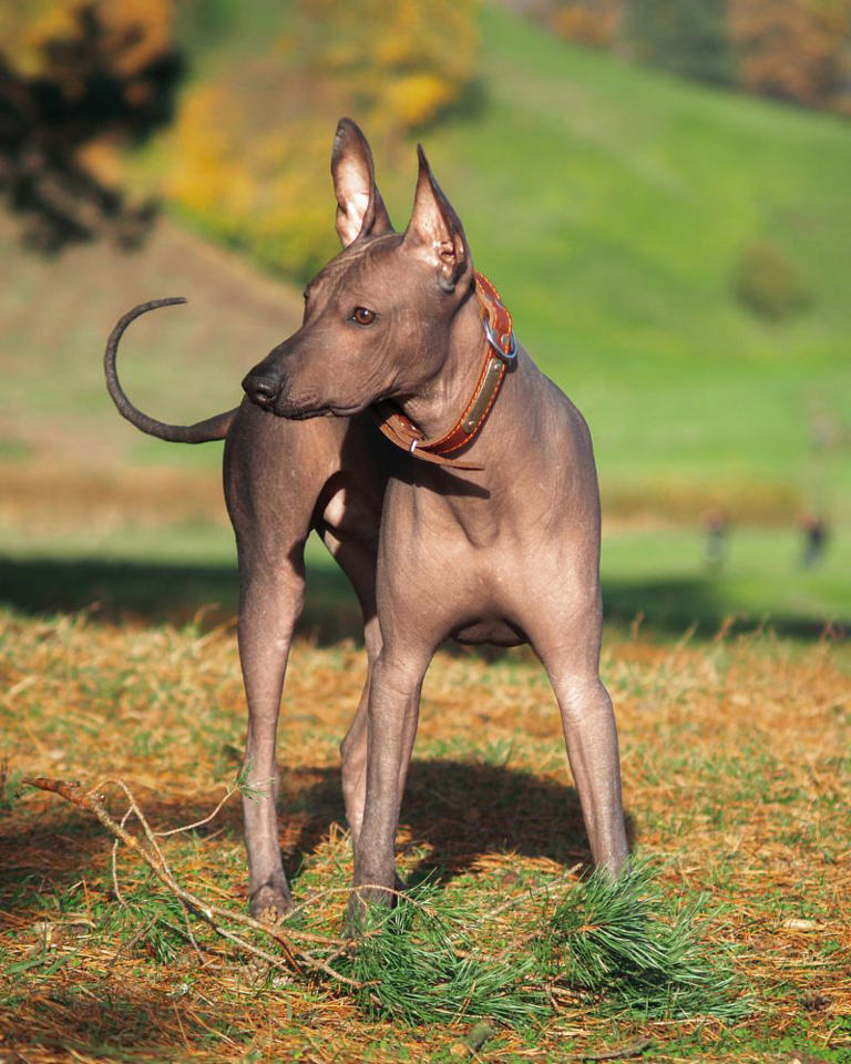 Dante from the Movie 'Coco' is Real: Meet the Xoloitzcuintli Mexican ...