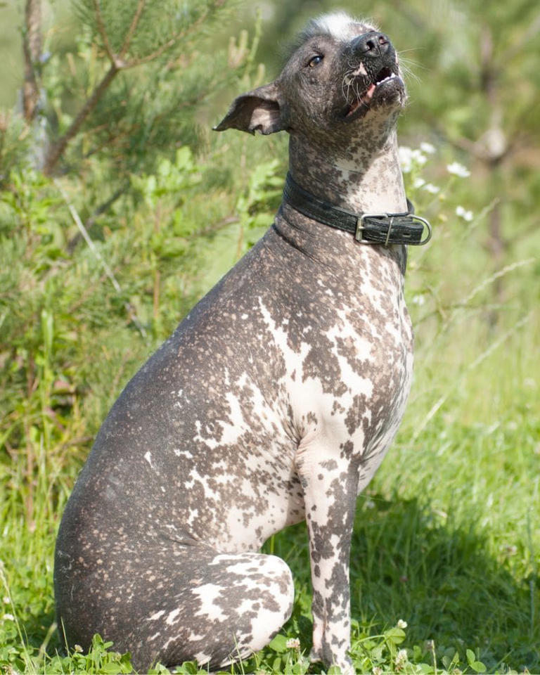 Dante from the Movie 'Coco' is Real: Meet the Xoloitzcuintli Mexican ...