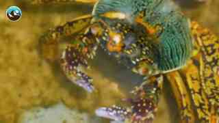 Double-Jawed Eel Discovered in Tide Pool!