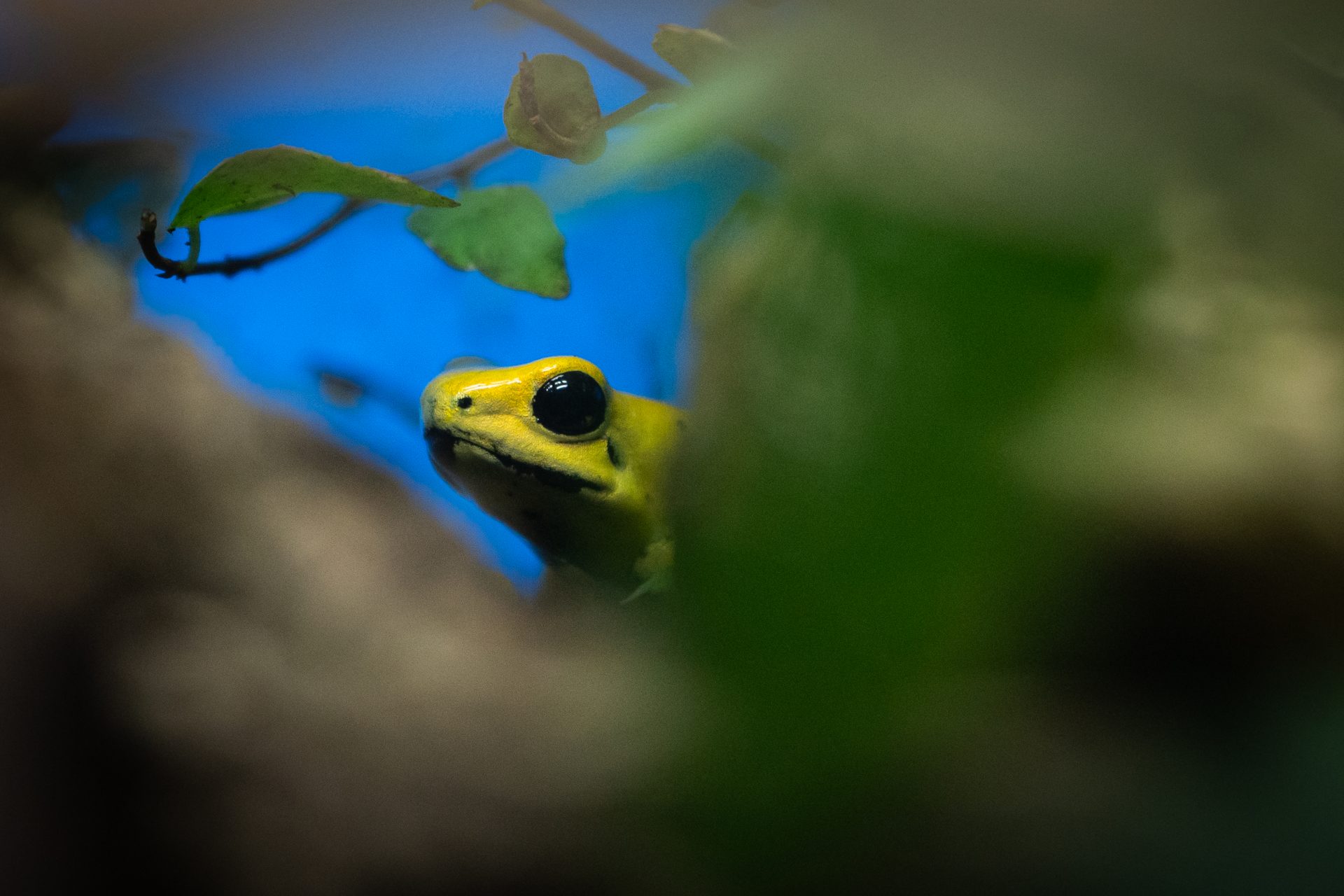 25 curiosities about animals you (maybe) didn't know