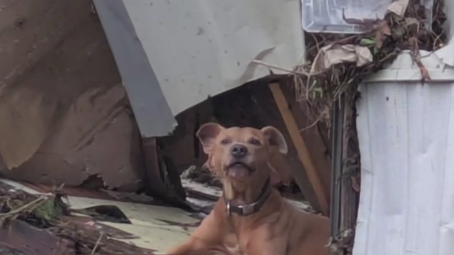 Wings of Rescue flying pets saved from deadly Central Texas flooding to ...