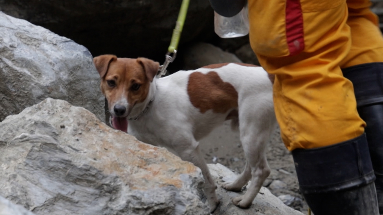 Rescue Dog 'Wilson' Died From Accidental Fall During Training