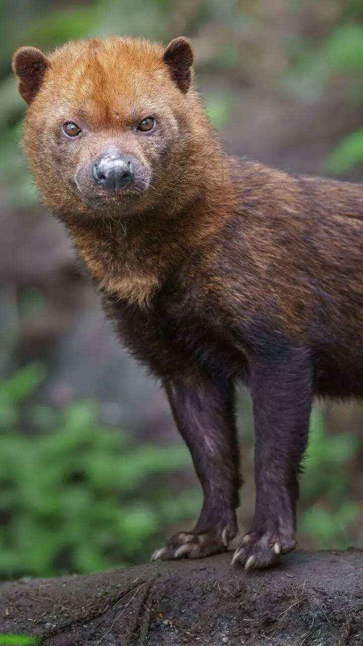 From dhole to bush dog: 10 types of wild dogs and where they are found