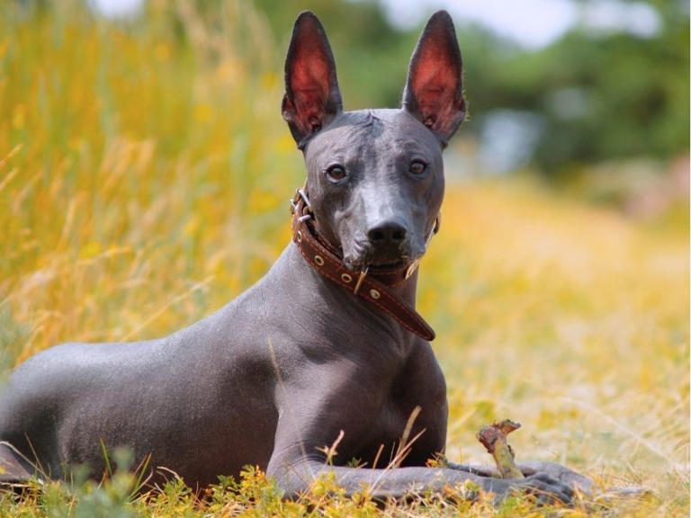 Dante from the Movie 'Coco' is Real: Meet the Xoloitzcuintli Mexican ...