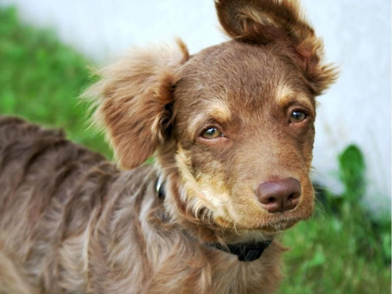 Dante from the Movie 'Coco' is Real: Meet the Xoloitzcuintli Mexican ...