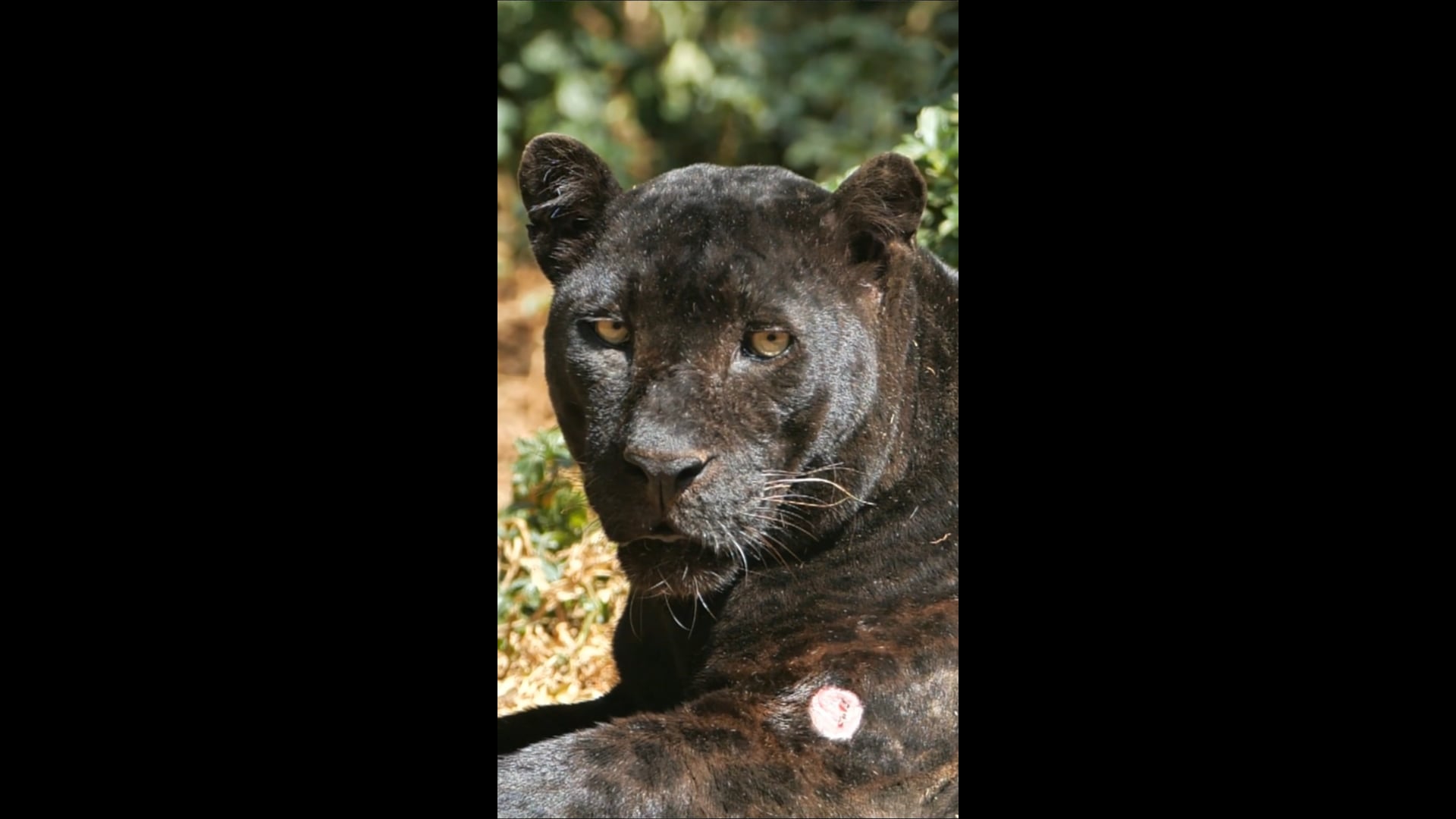 Rare Footage: Black Panther's Silent Prowl in Its Habitat.