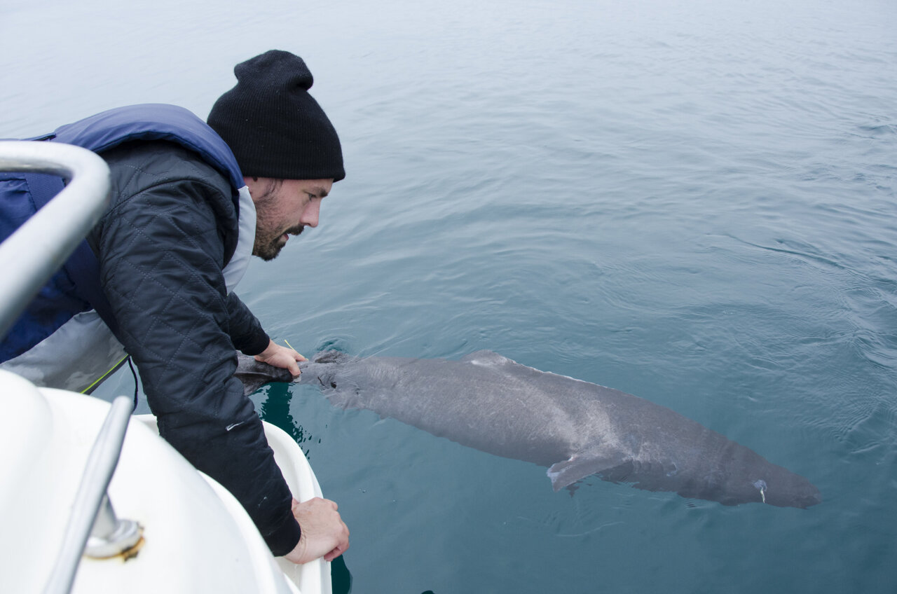 Study points to Skagerrak as nursery area for the enigmatic Greenland shark