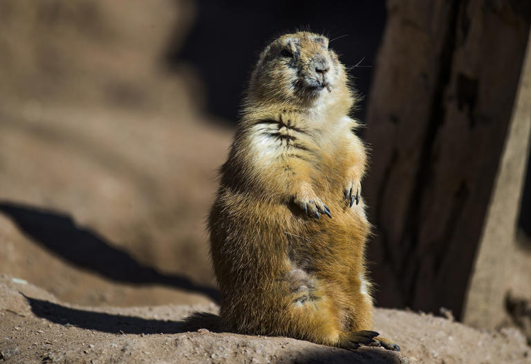 Prairie dogs are dying in northern AZ. Officials think it's the plague