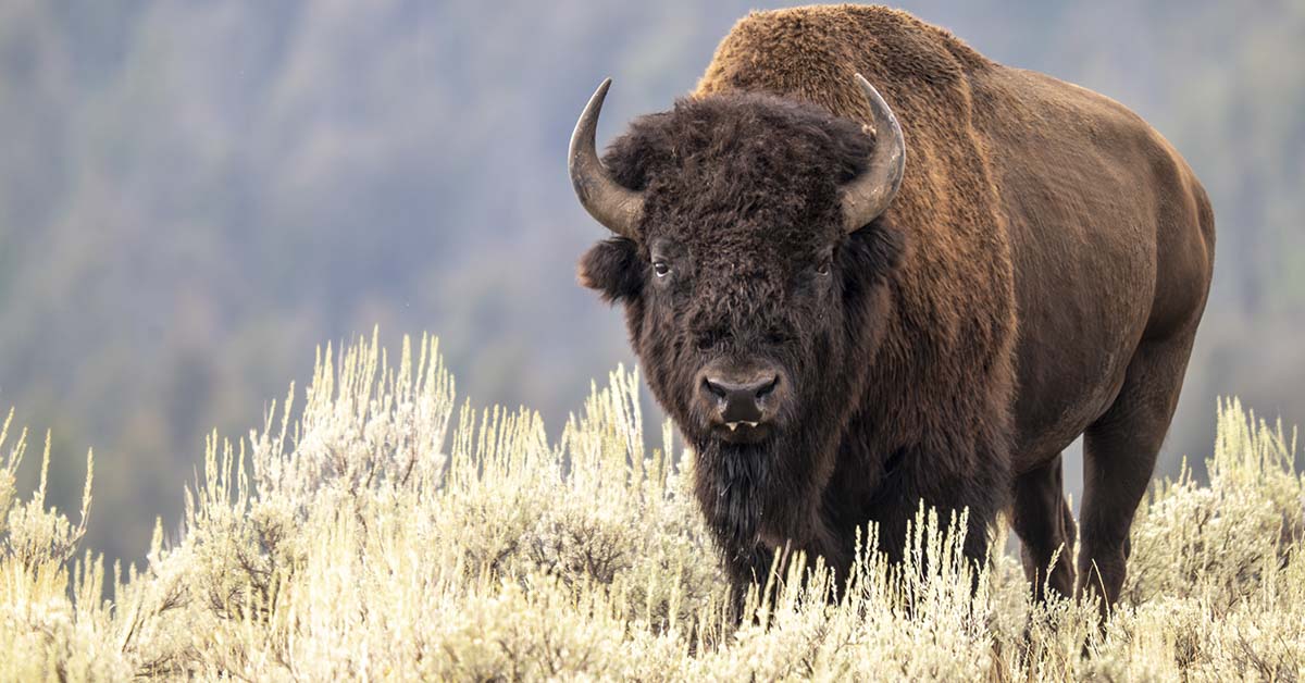 Bison Boils to Death in Yellowstone Hot Spring in Front of Tourists
