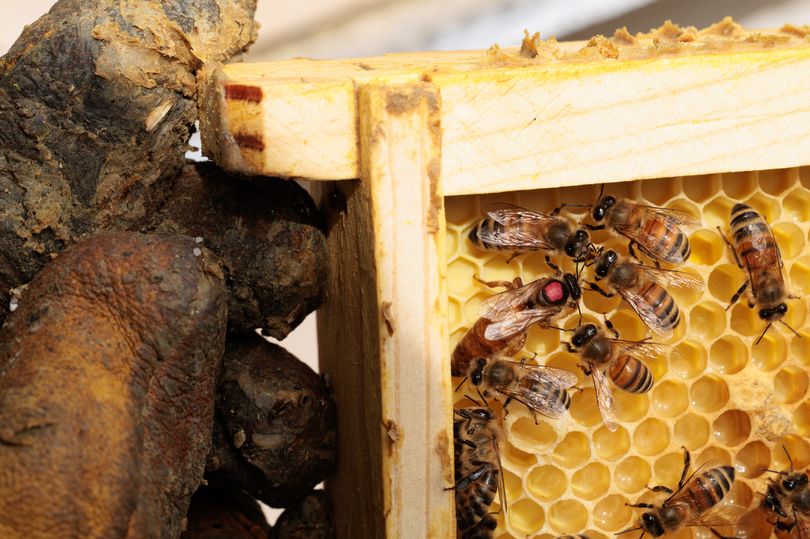 Scientists think they've found reason for 'mass bee die-off' in U.S.
