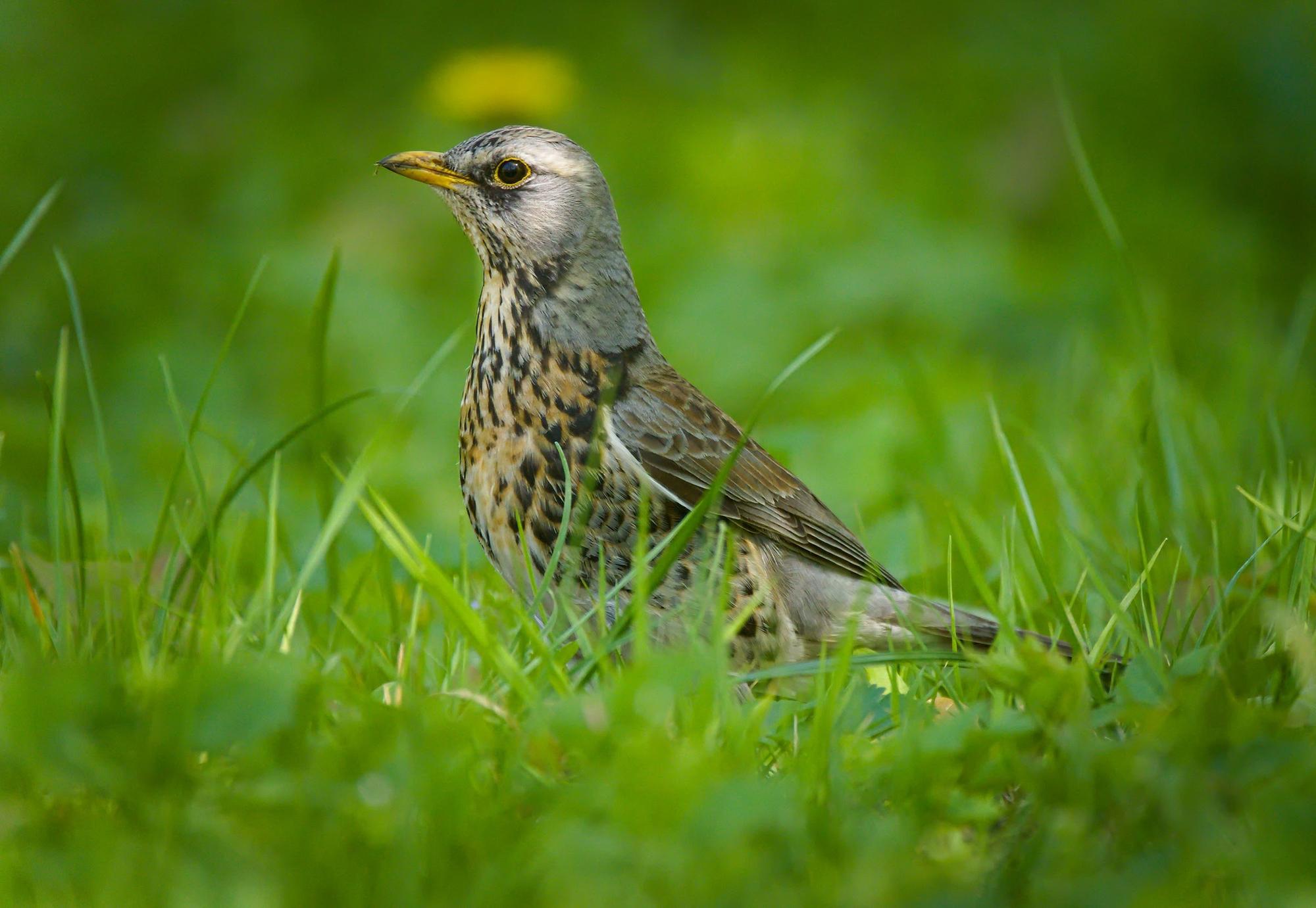 GWCT Big Farmland Bird Count shows farmer-led conservation is working