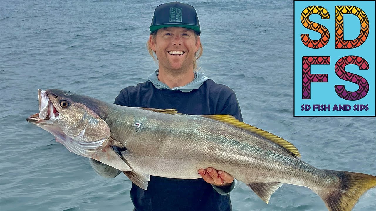 San Diego Sportfishing Report – Daytime Bluefin Tuna, La Jolla Yellowtail & White Seabass