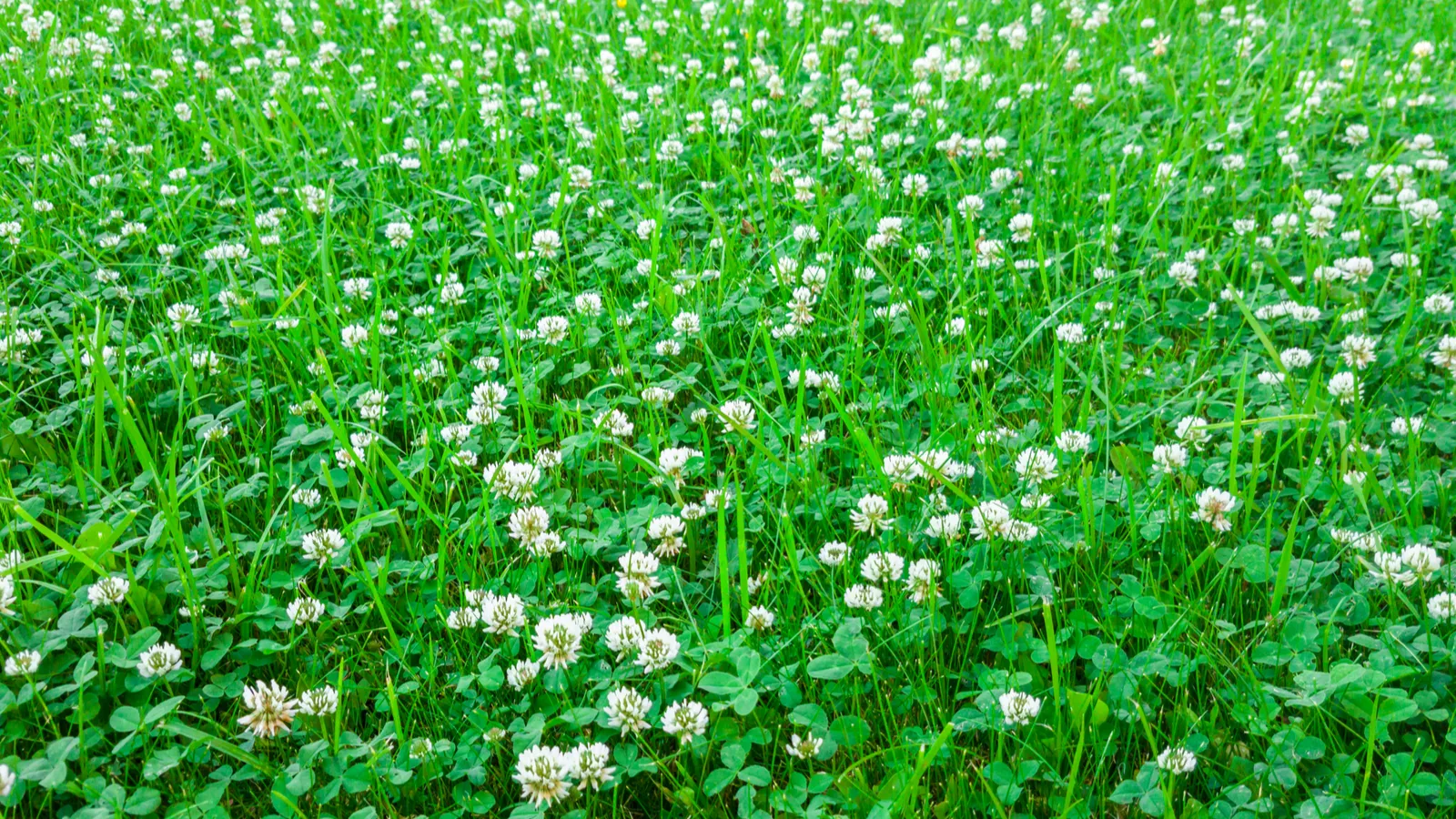 Expert tips for planting a low-maintenance clover lawn