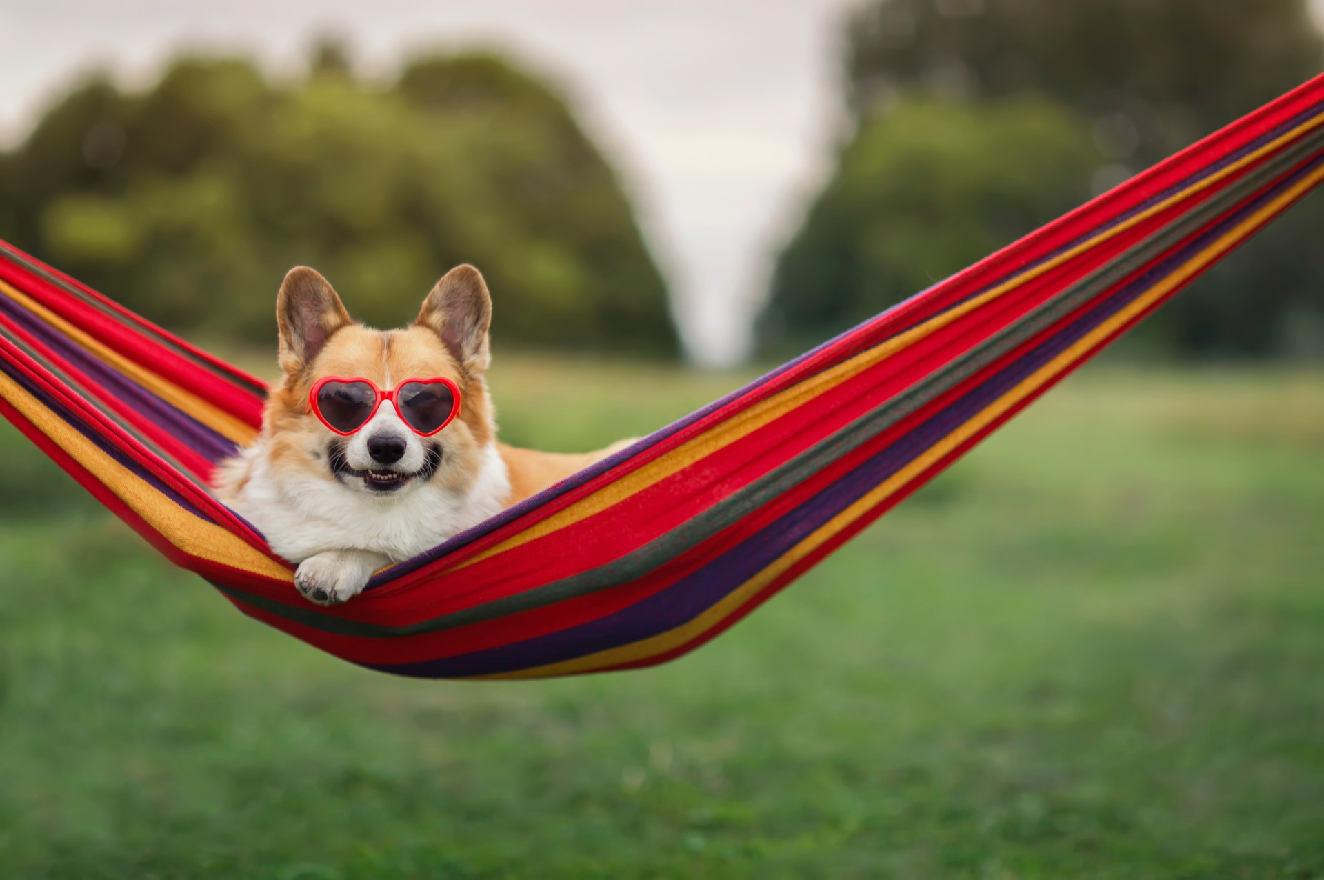 Ranking the cutest dog breeds