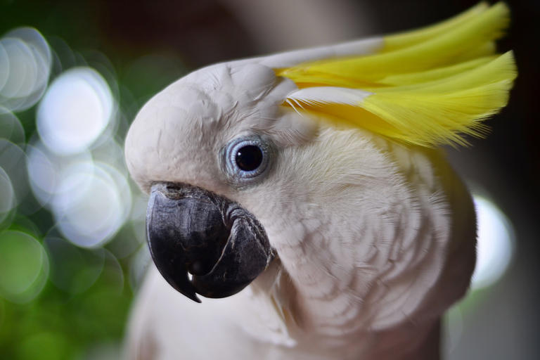 Cockatoo’s Flawless Moonwalk Would Make Michael Jackson Proud