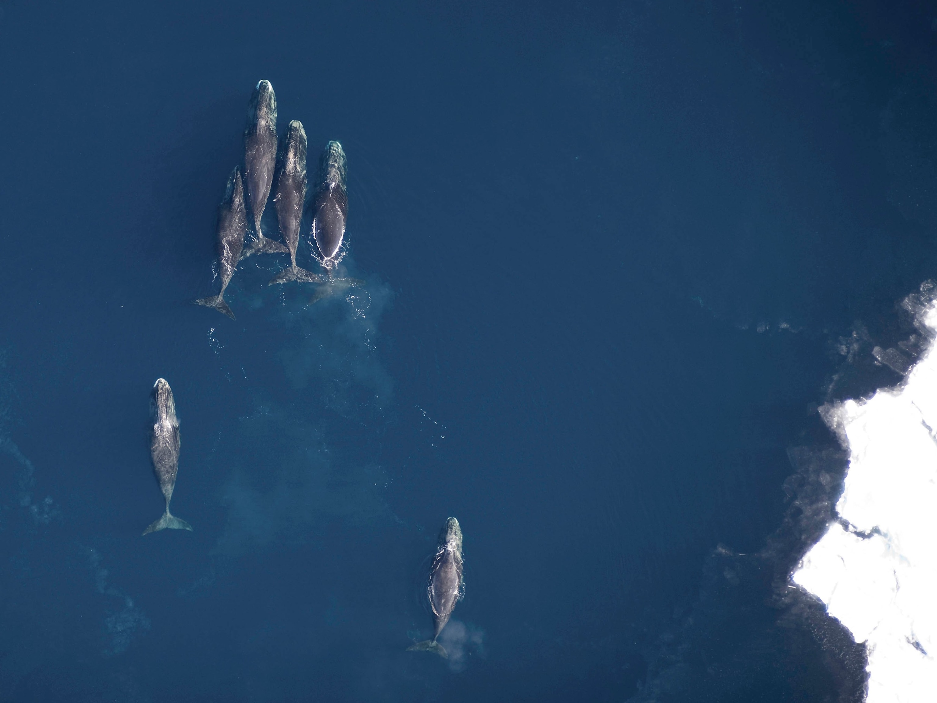 How scientists discovered toxic algae blooms are increasing in the Arctic