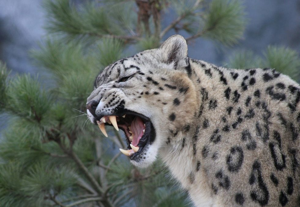 9 Rare Mammals That Are The Most Difficult To See In The Wild