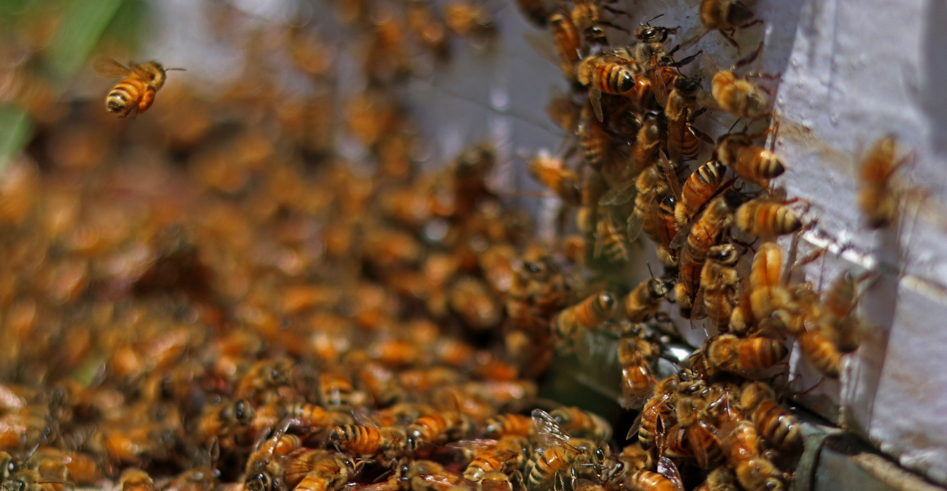 Dozens injured in rare bee attack in France