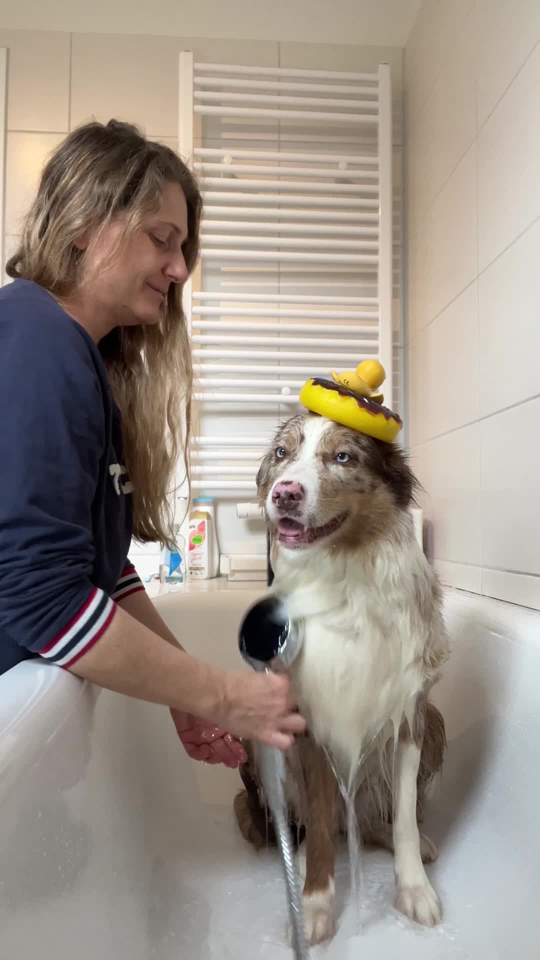 Australian Shepherd is getting a bath!