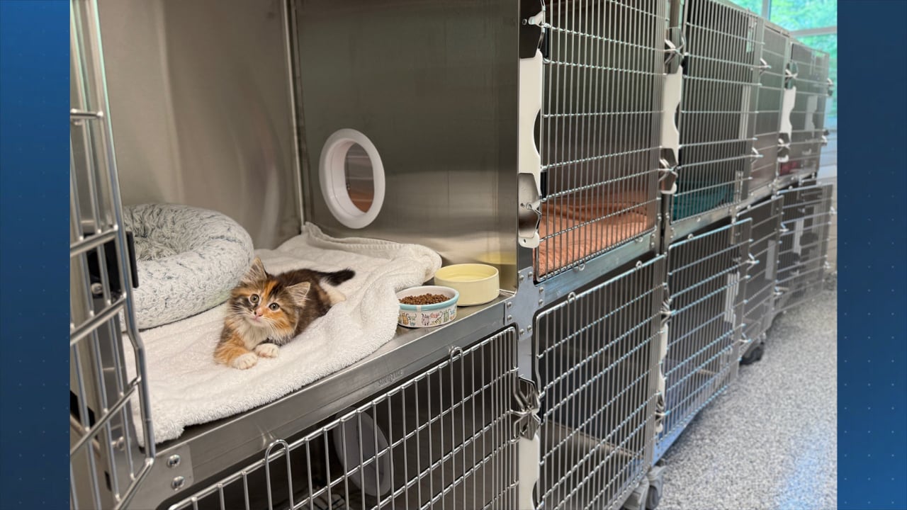 MSPCA Cape Cod opening new relocation space ahead of emergency Texas ...