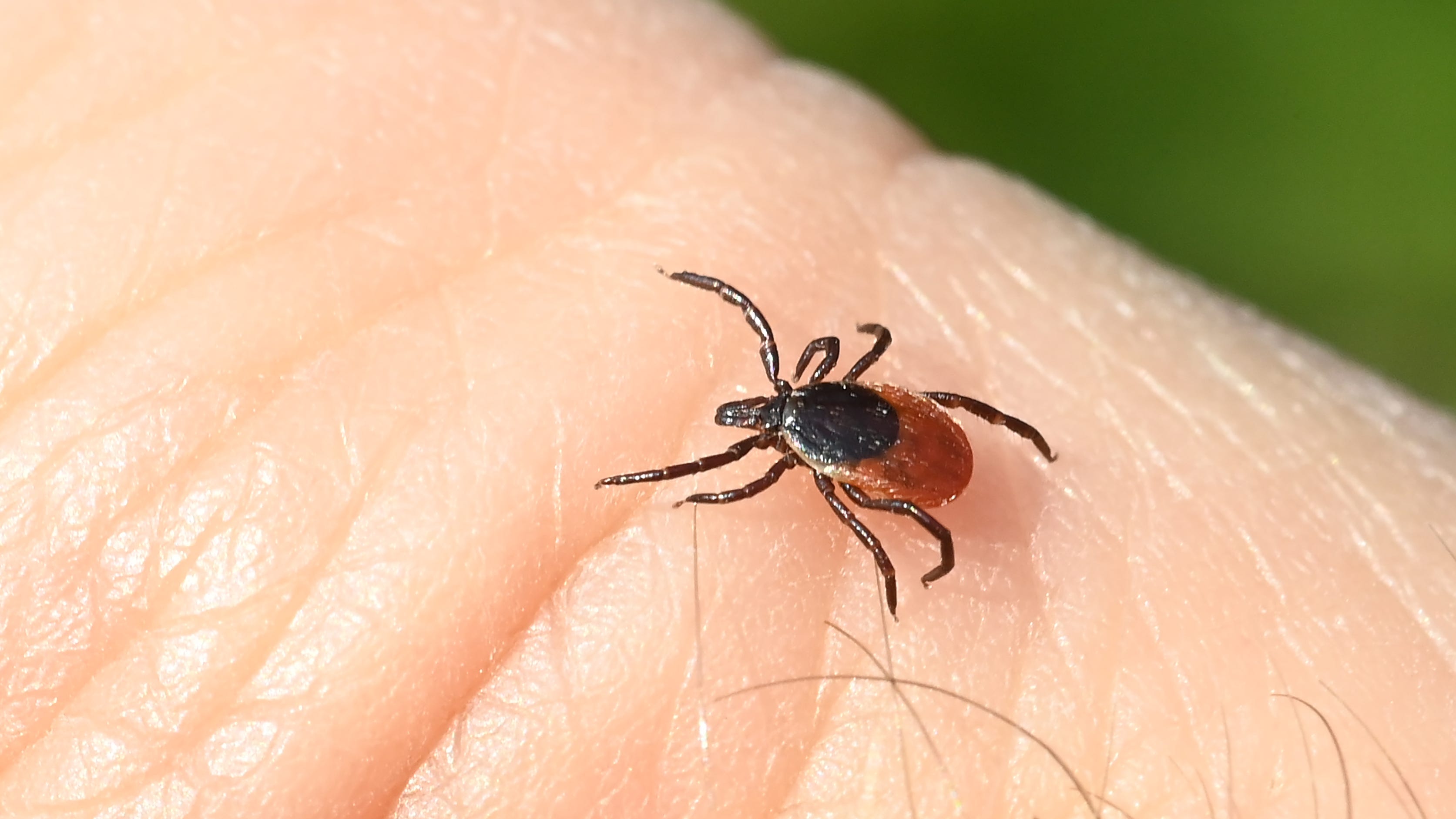 How to protect yourself from tick bites and Lyme disease