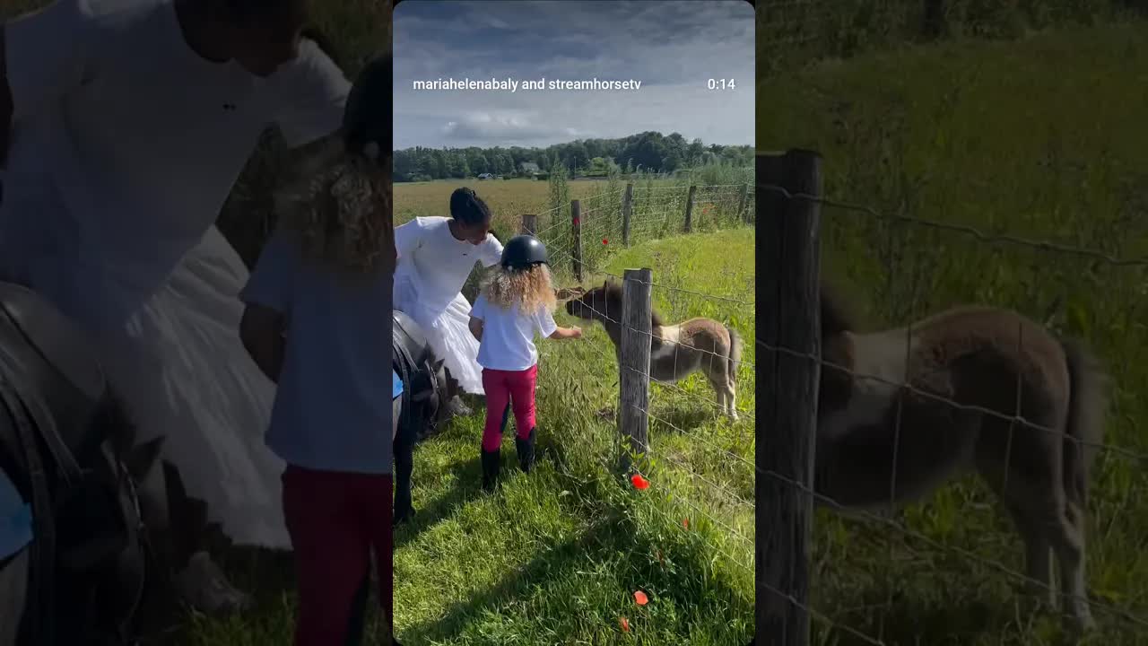 StreamHorse: shetland pony cuteness overload with shadow