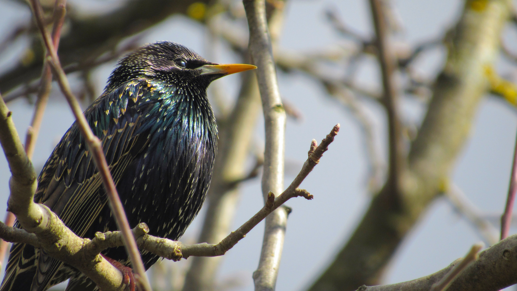 15 Birds That Can Perfectly Mimic Sounds