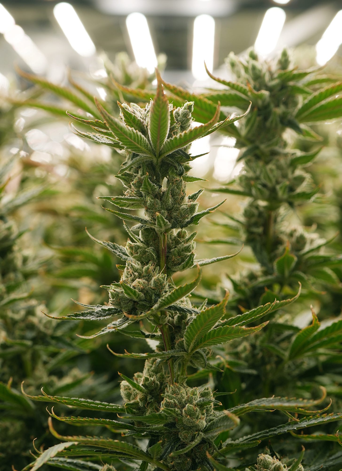 24 states have legalized recreational marijuana. Is Wisconsin one of them?