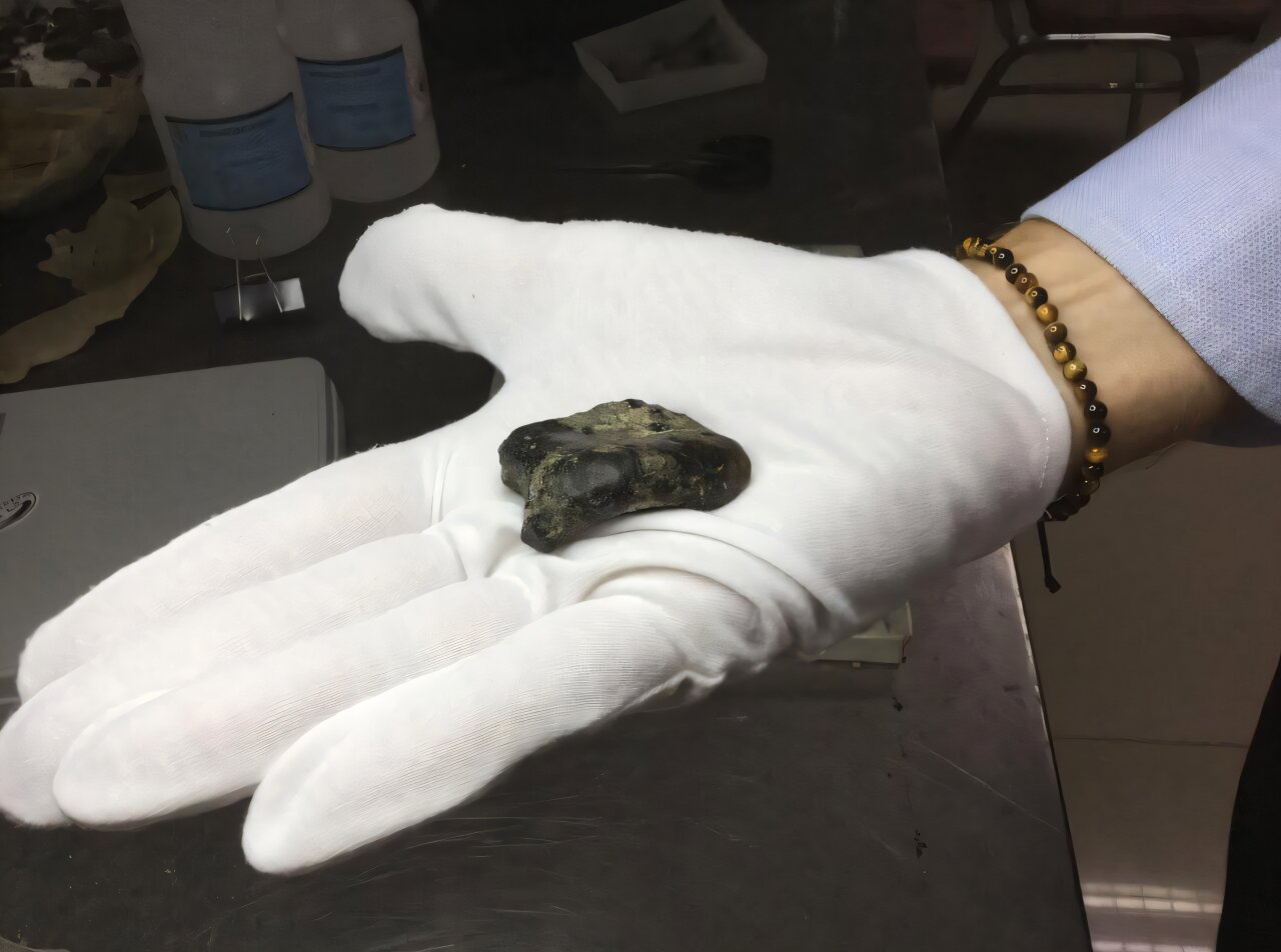 A Massive Underwater Fossil Find Includes Remains From Ancient Human ...