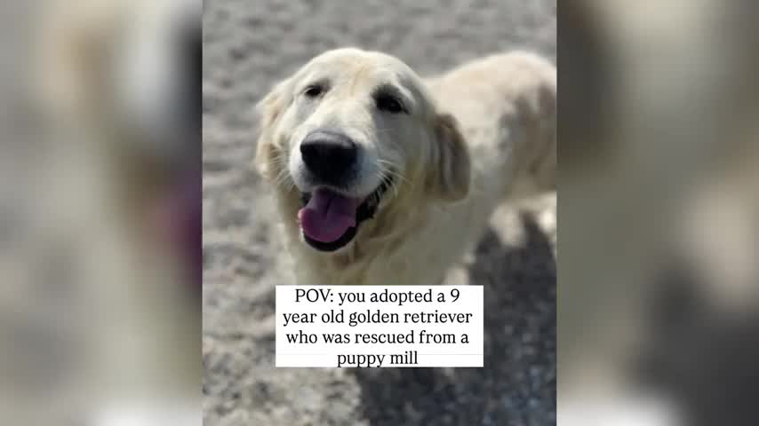 Golden Retriever Rescued from Puppy Mill—See 'Sadness in His Eyes' Fade