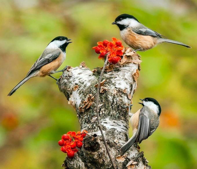 How to Identify a Black-Capped Chickadee